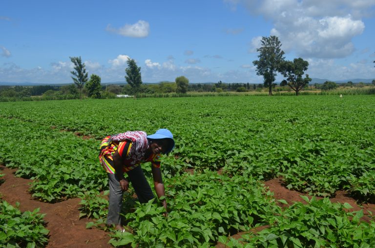 Gallery ‣ Fortune Sacco Ltd