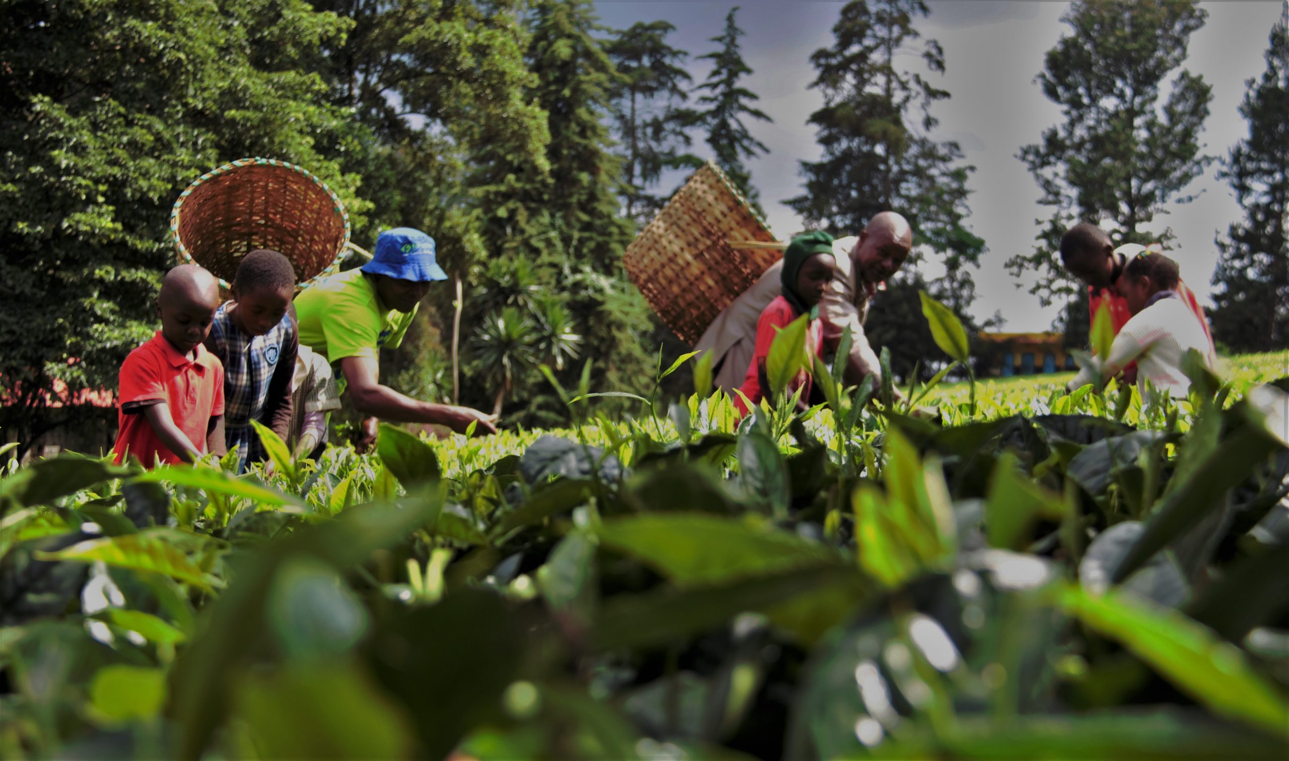 Fortune Sacco Ltd ‣ Your success, our success